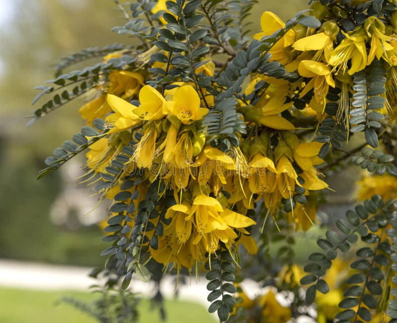 Close-up of the Sophora Sun King Flowering Stock Image - Image of ...