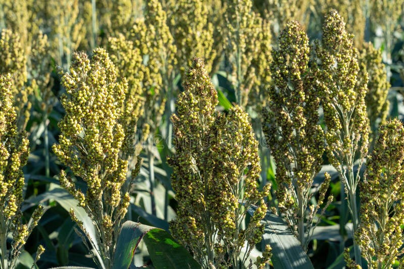A Close-up of Sorghum Bicolor, Also Known As Great Millet, Durra ...