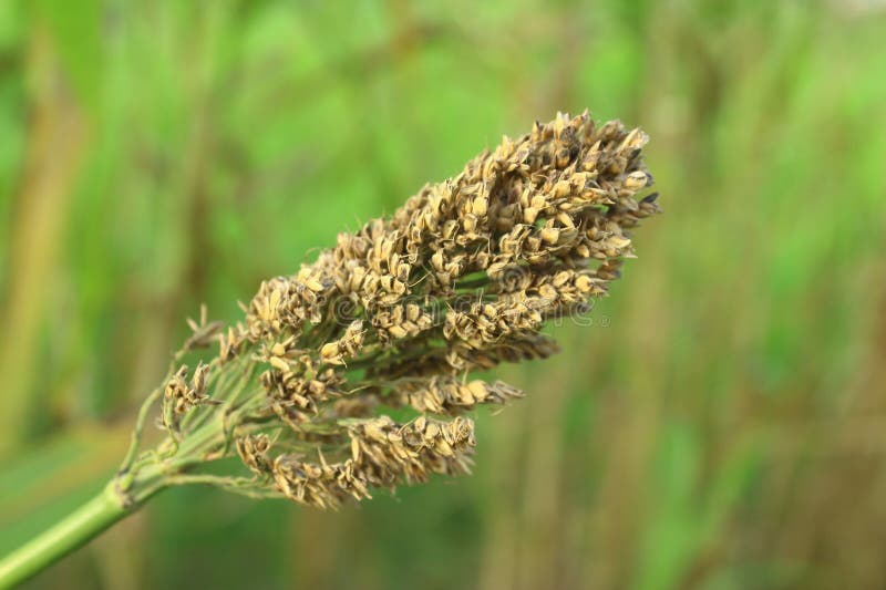 A Close-up of Sorghum Bicolor, Also Known As Great Millet, Durra ...