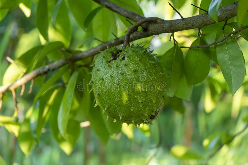 Close up Soursop tree stock photo. Image of herb, healthy - 284971682