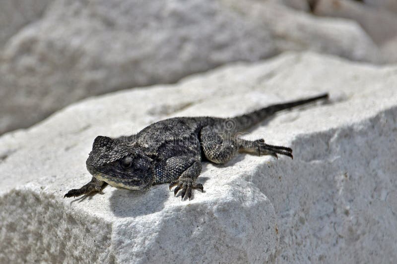 A Southern African Rock Agama Stock Image - Image of close, bettys ...
