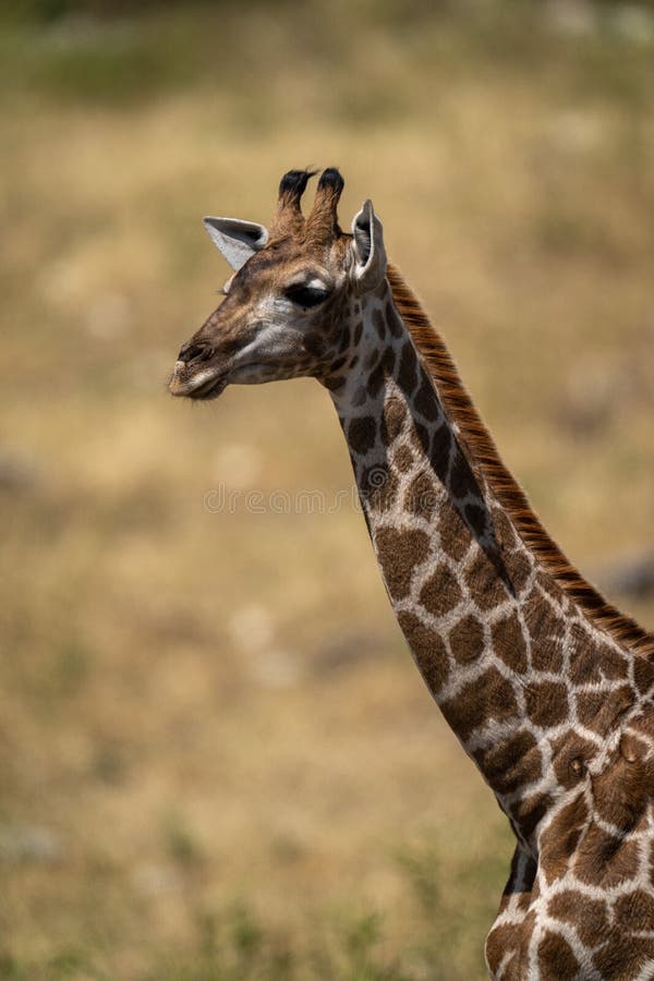 Close-up of Southern Giraffe Neck and Head Stock Photo - Image of ...