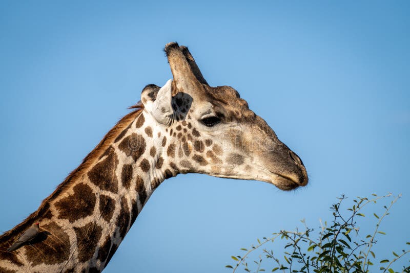 Close-up of Southern Giraffe with Red-billed Oxpecker Stock Photo ...