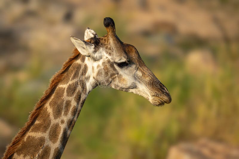 Close-up of Southern Giraffe Standing Looking Down Stock Photo - Image ...