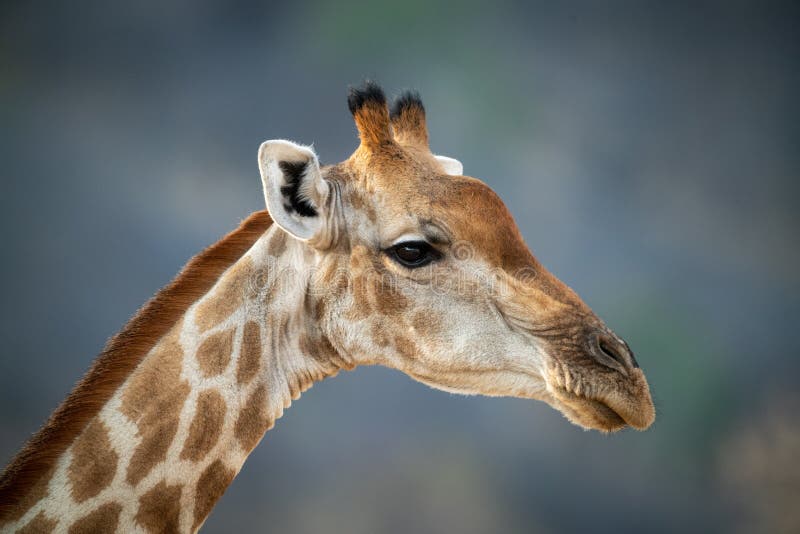 Close-up of Southern Giraffe Staring Towards Camera Stock Photo - Image ...