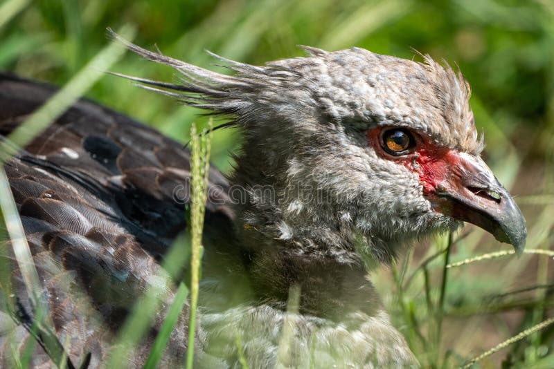 Close Up of Southern Screamer Bird Stock Image - Image of wildlife ...