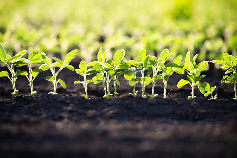 Close Up of the Soy Bean Plant Stock Image - Image of field, green ...