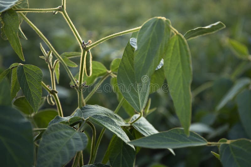 Close Up of the Soy Bean Pods Plant in the Field Stock Image - Image of ...