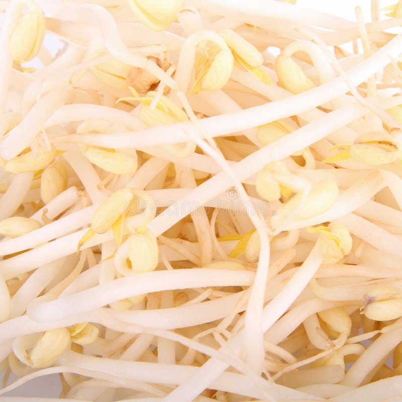 Close Up on Soya Bean Sprout Stock Photo - Image of soyabean, organic ...