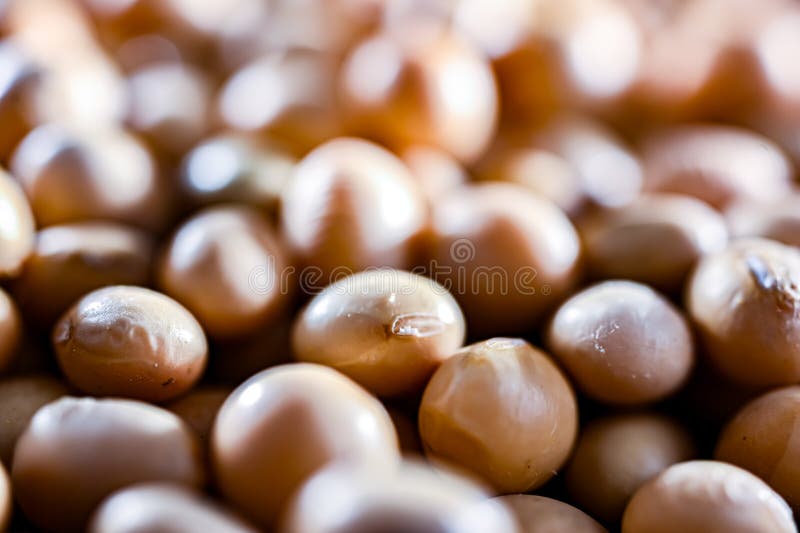 Close-up of soya beans stock image. Image of dried, vegan - 366095307