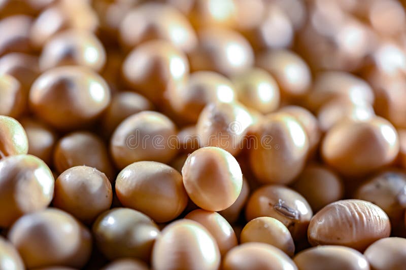 Close-up of soya beans stock photo. Image of food, bean - 366095312