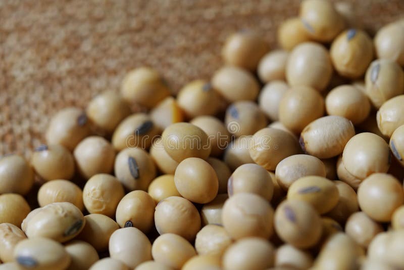 Soybean, dried soybeans stock photo. Image of white - 153842726