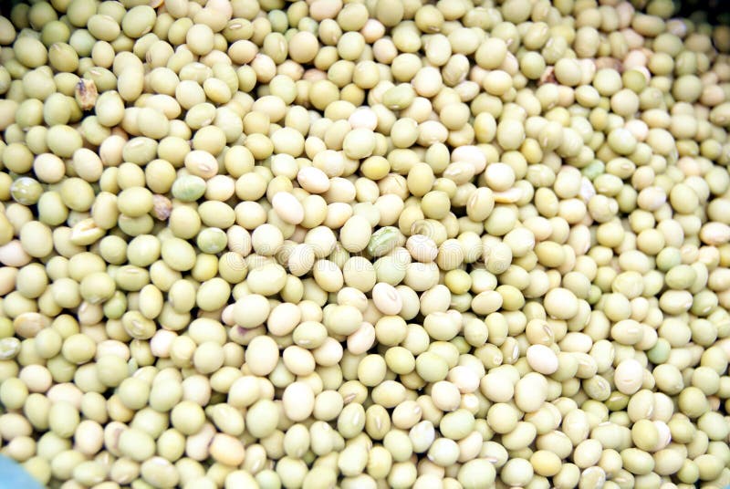 Healthy Soybean Field stock photo. Image of illinois - 33391504