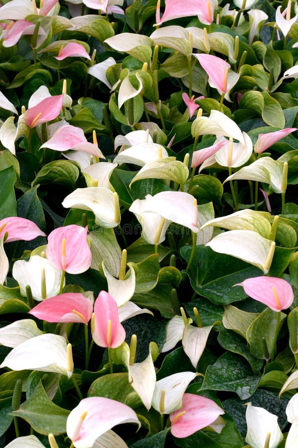 Spadix in the forest stock photo. Image of abstract, natural - 79427278