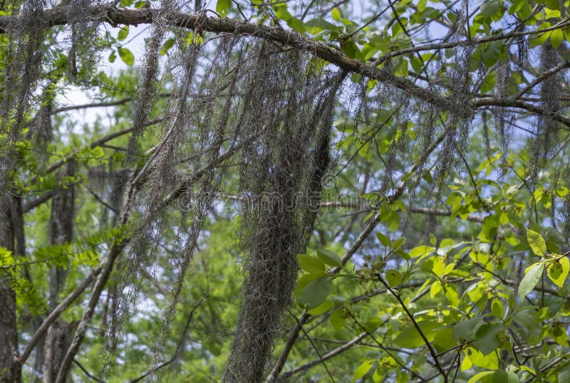 Spanish Moss Hanging from Tree Stock Photo - Image of flowerless ...
