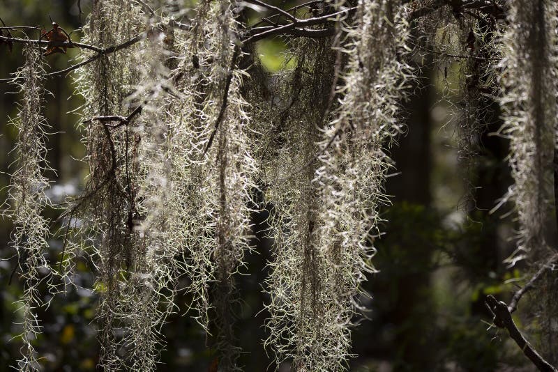 Spanish Moss Hanging from Tree Stock Photo - Image of limb, flowerless ...