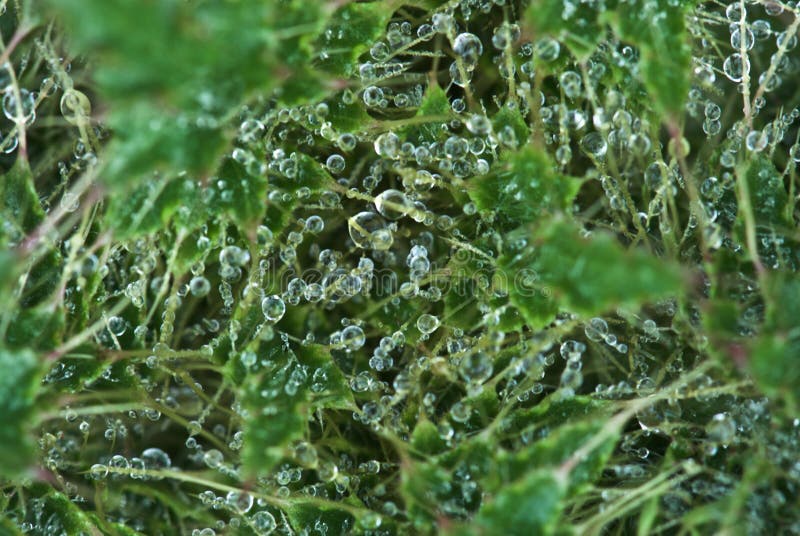 Close Up Sparkling Dew Drops on Moss Stock Photo - Image of green ...