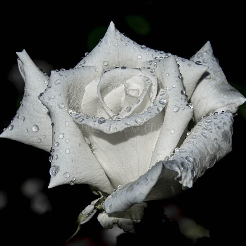 Close Up of Sparkling Raindrops on a White Rose Stock Image - Image of ...