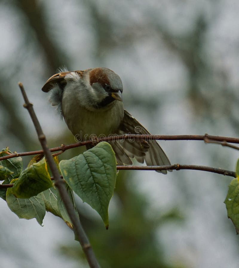 Close up of a sparrow stock image. Image of sparrow - 345782335