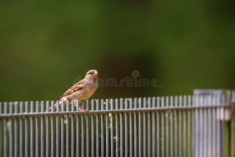 A Close Up of a Sparrow on a Fence Stock Photo - Image of bird, wing ...