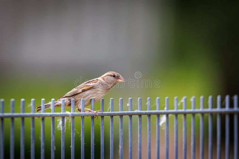 A Close Up of a Sparrow on a Fence Stock Image - Image of spring ...