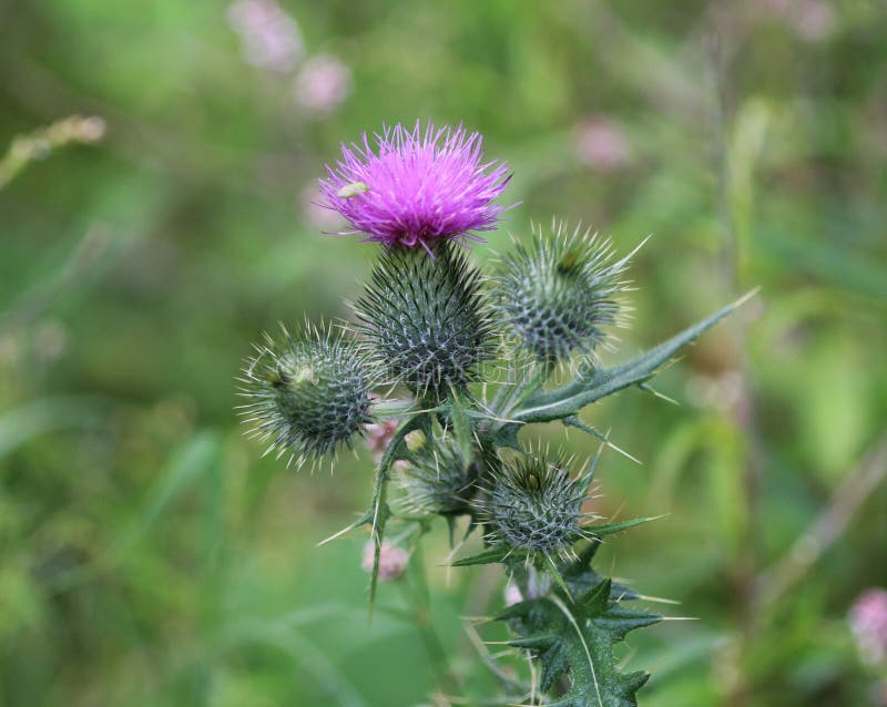Spear thistle stock image. Image of spiky, plant, cirsium - 98994653