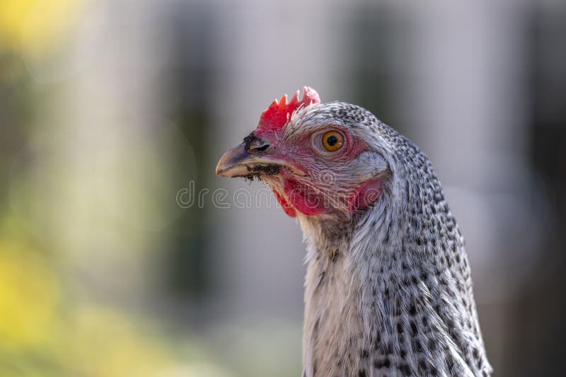 Close-up of a Speckled Black-and-white Barred Rock Chicken Stock Image ...