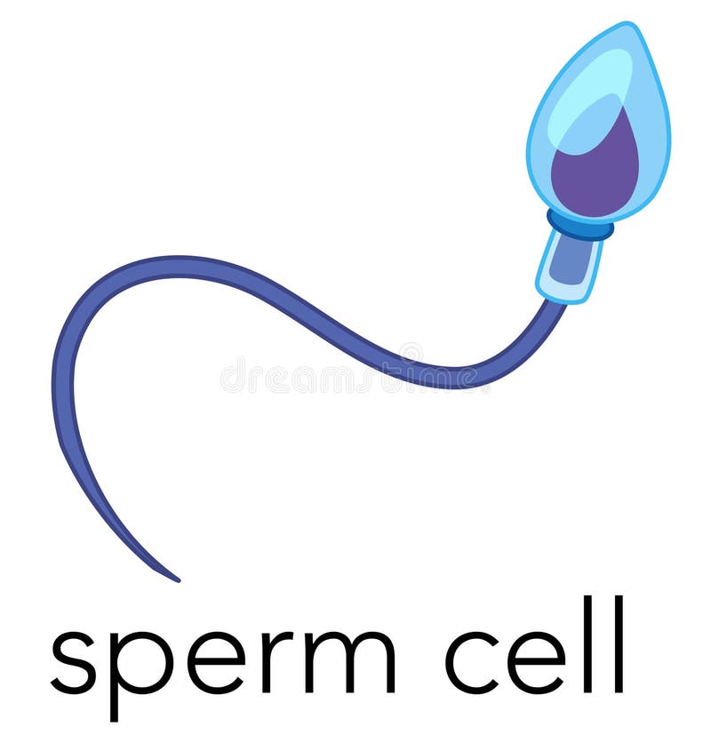 Close up of a sperm cell stock vector. Illustration of microscopic ...