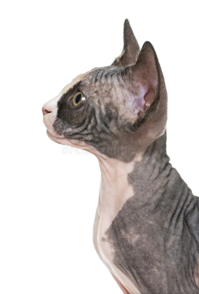 276 Hairless Sphynx Cat Side View Stock Photos - Free & Royalty-Free ...