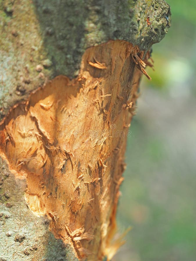 Close-up of Spice Cinnamon Tree Stock Photo - Image of closeup, jungle ...