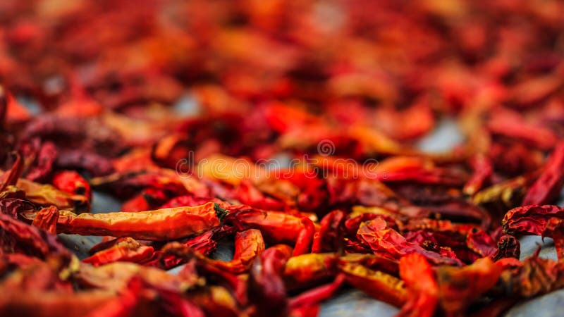 Close-up of Spicy Dry Red Chillies Stock Image - Image of organic ...
