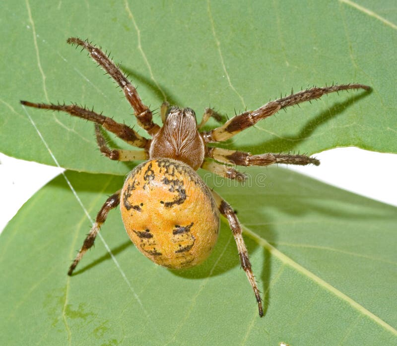 Close up of spider stock image. Image of close, nature - 10923237