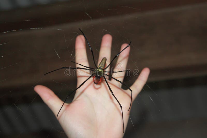 The Head Shot of Giant Wood Spider Nephila Pilipes/Giant Golden Orb ...