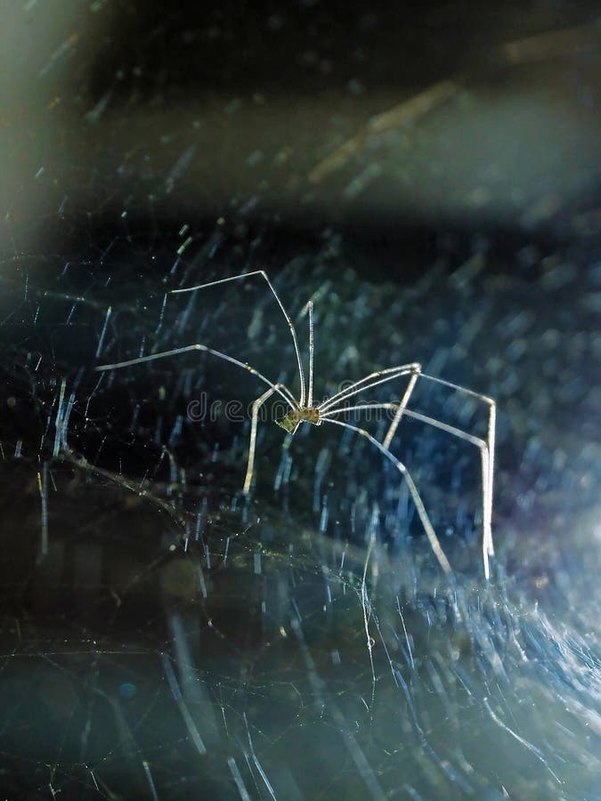 Close-up of a Spider Building a Web Stock Image - Image of animal ...