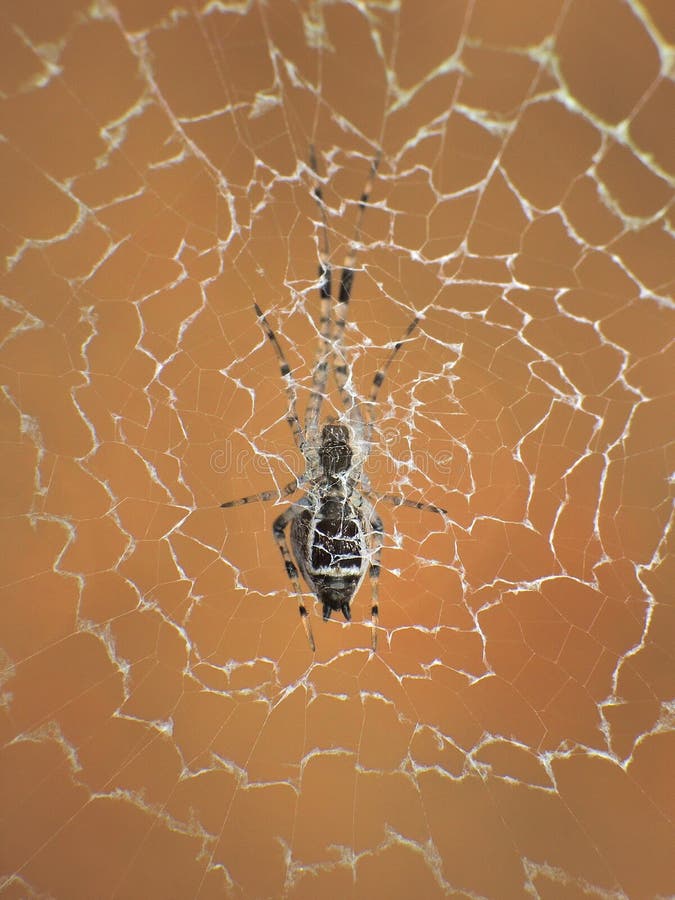 Close-up of Spider Caught Insect on the Web Stock Photo - Image of pest ...
