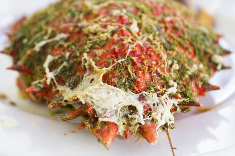 Spider crab shell stock image. Image of portuguese, nature - 228661679