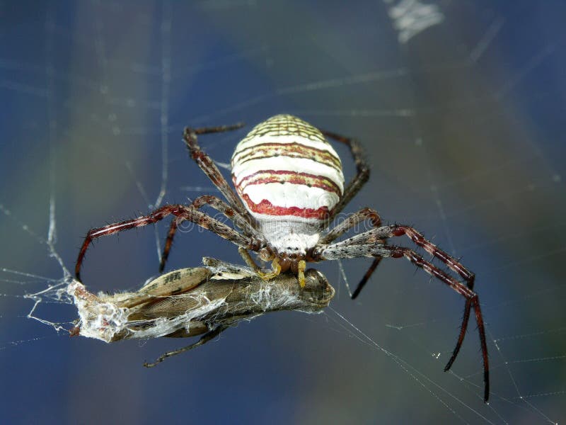 Close-up Spider Eats Its Prey Stock Image - Image of wildlife, biology ...