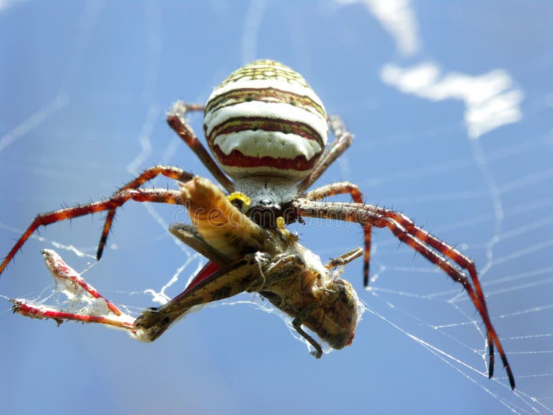 Close-up Spider Eats Its Prey Stock Photo - Image of insect, nature ...