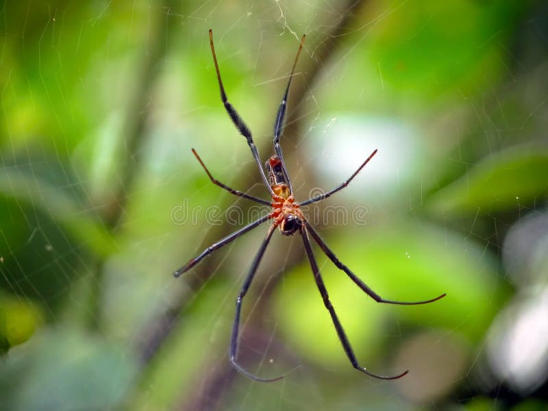 Spider hanging on its web stock photo. Image of insect - 270915746