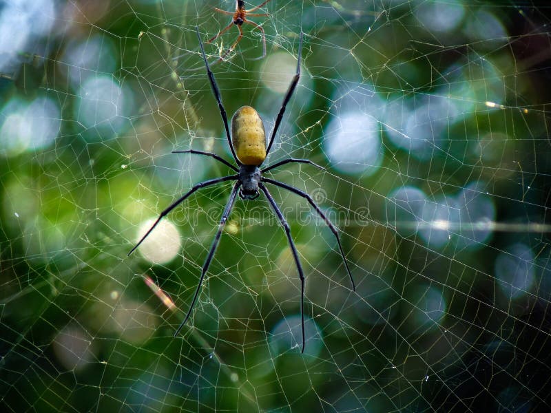 Spider hanging on its web stock photo. Image of animal - 270915994