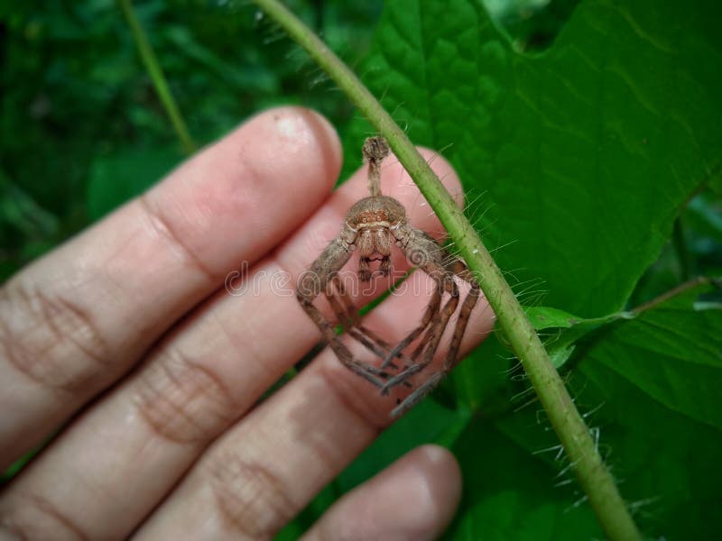Close Up, Spider Hanging on the Leaf Stalk Stock Image - Image of ...
