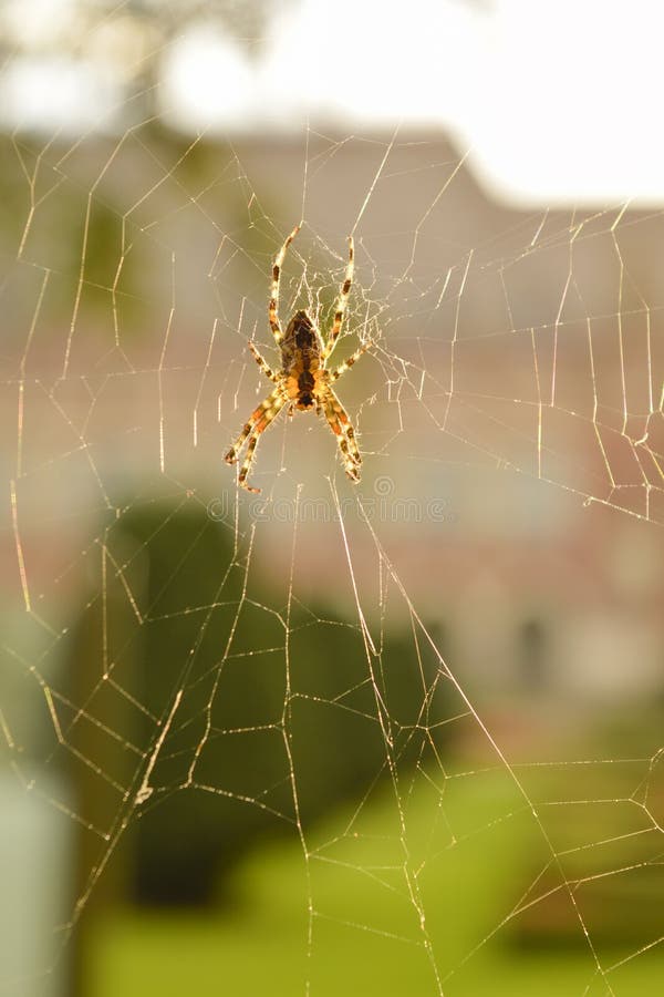 Close Up of a Spider in Its Web Stock Photo - Image of predator ...