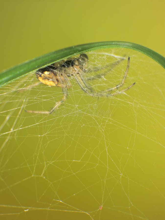 Close-up of Spider on the Leaf Build a Nest Stock Image - Image of ...
