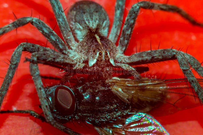 Spider nightmare stock photo. Image of illness, arachnophobia - 103629124