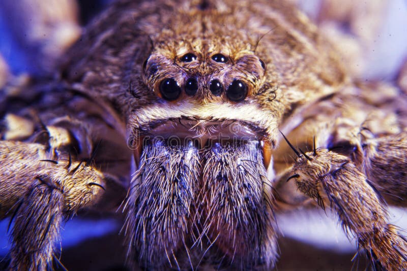 Close Up Spider with Scary Face Stock Photo - Image of wild, animal ...