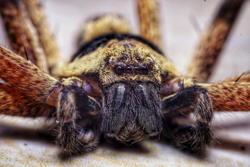 Close Up Spider with Scary Face Stock Photo - Image of garden, macro ...