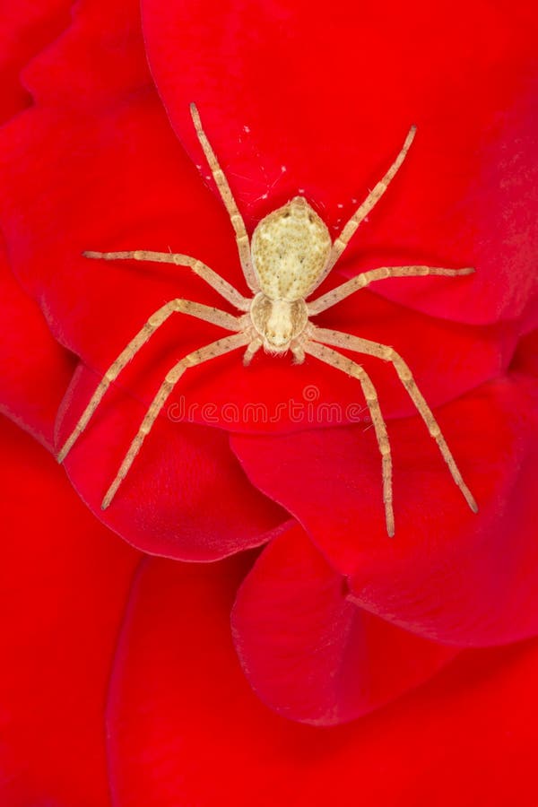 Spider Sitting on Petals of Red Rose Stock Image - Image of brown ...