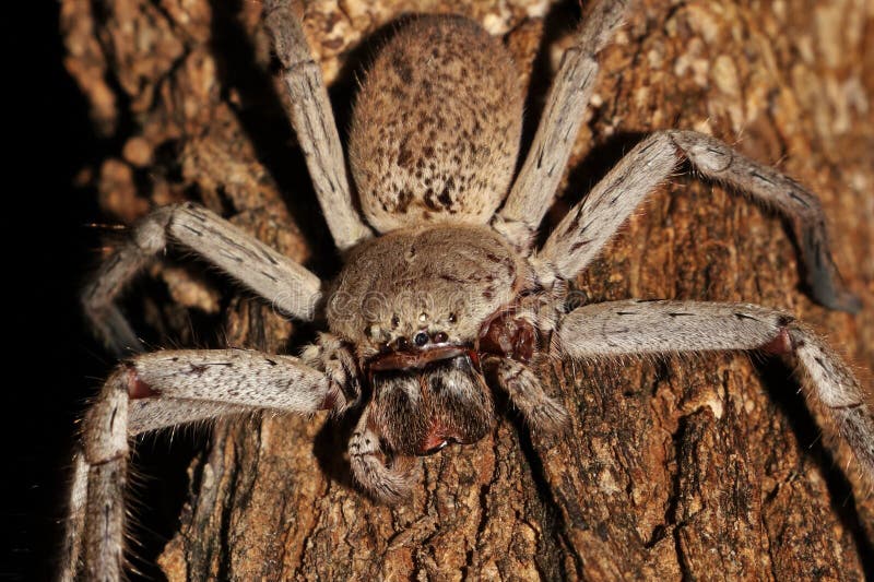 A Huntsman Spider In Victoria Australia Stock Photo - Image of hunter ...