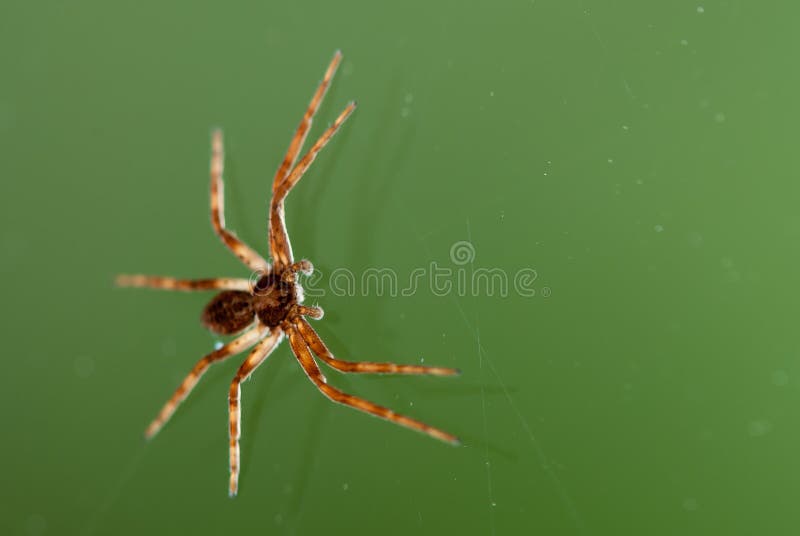 Spider on the Window Waiting for Meet Stock Photo - Image of smew ...