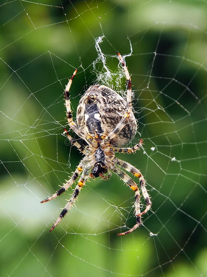 A Close-up of a Spider Weaving Its Web Stock Image - Image of insect ...